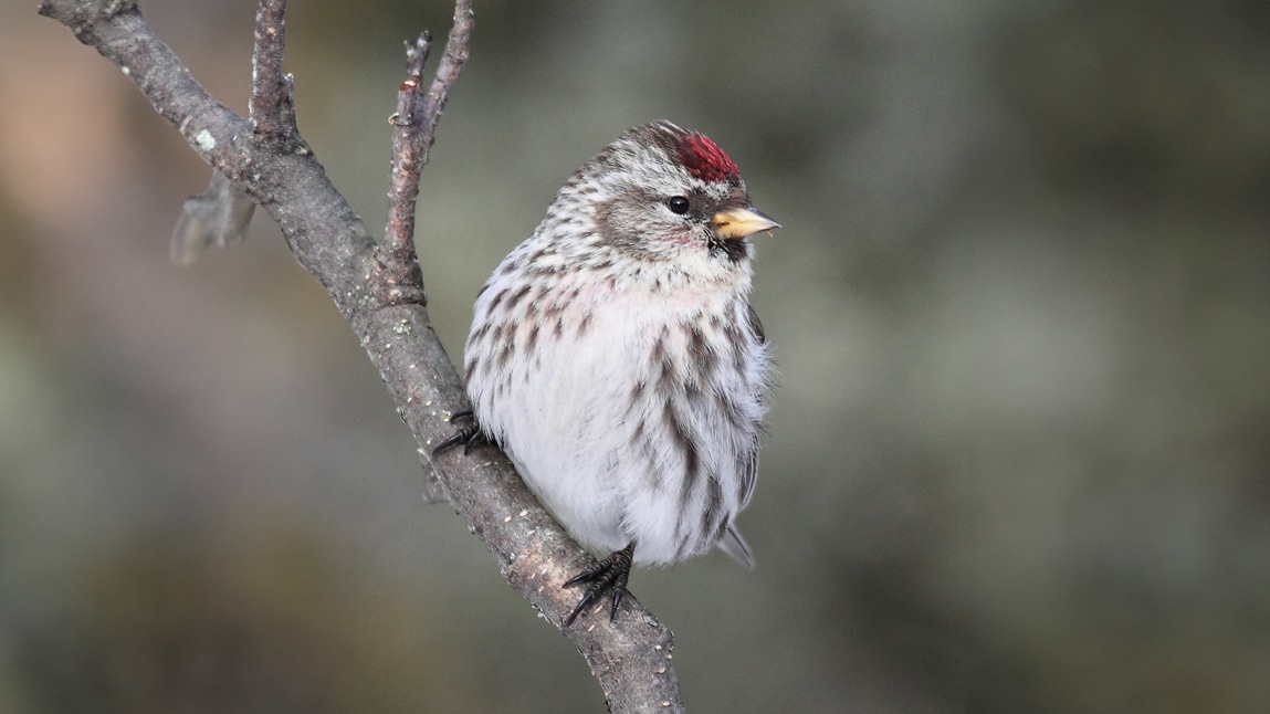 Harmaasieppo (Carduelis flammea) - Pippifoder