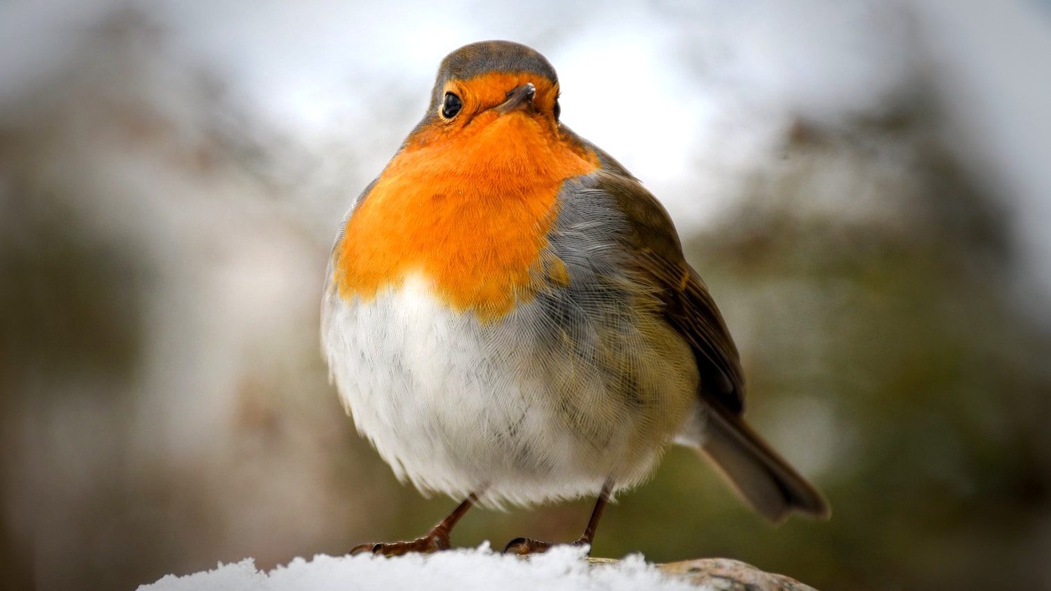 Rödhake (Erithacus rubecula) - Pippifoder