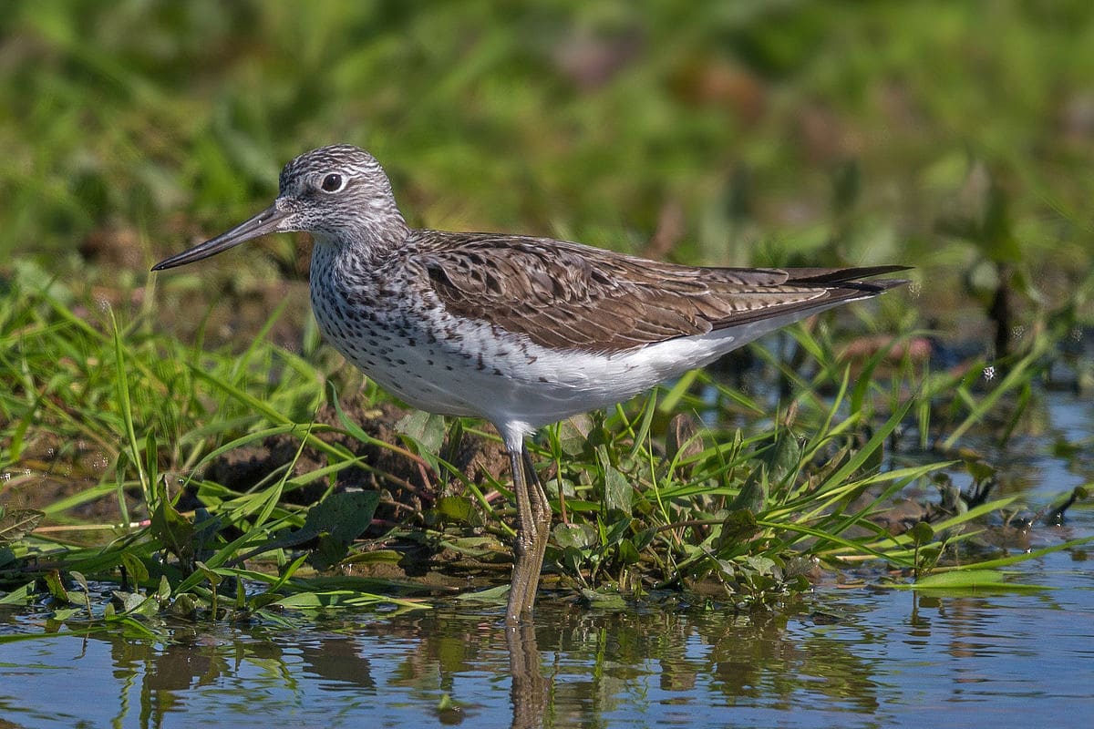 Gluttsnäppa (Tringa nebularia) - Pippifoder